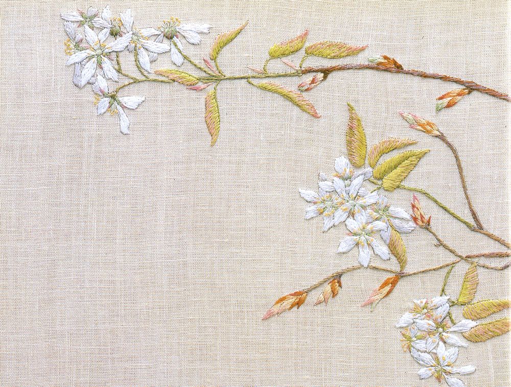 采振木 ザイフリボク Asian serviceberry, Shadberry